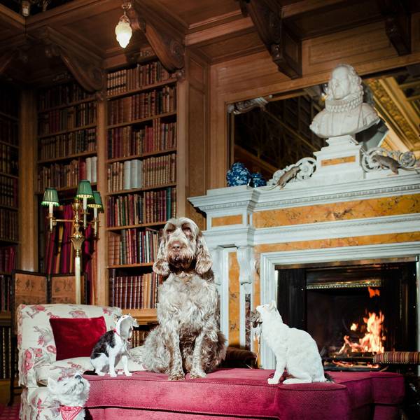 Posh dog names 2017 - how posh is your dog | Tatler