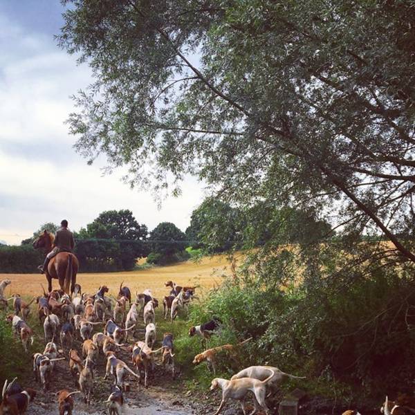 Fox hunting in Ireland: hunting life | Tatler