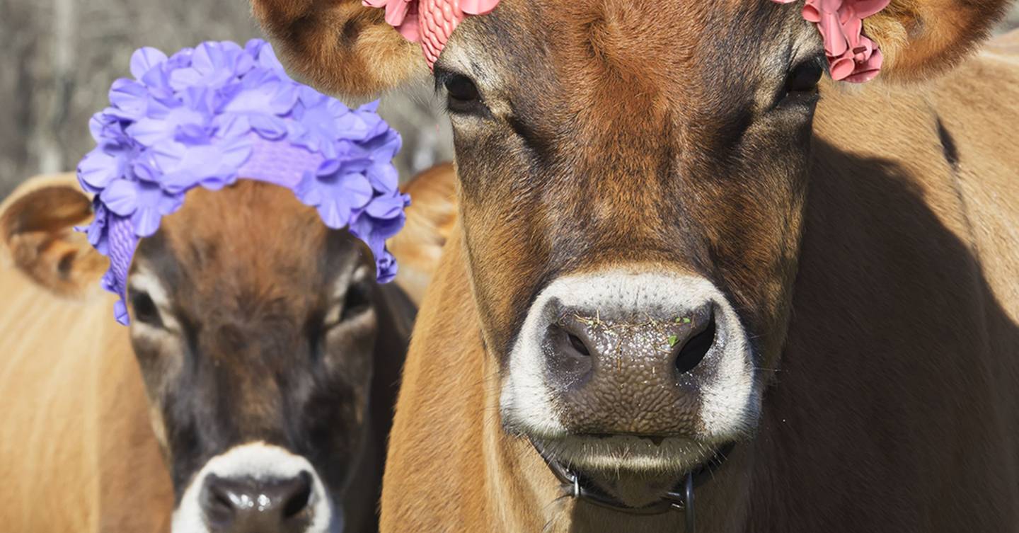 Cow beauty regime: the products they use | Tatler