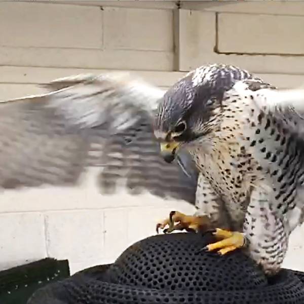 Falcon breeding for a living: Bryn Close interview 2017 | Tatler