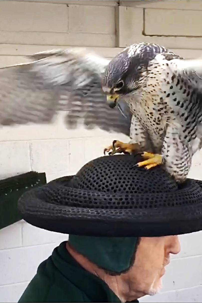 Falcon breeding for a living: Bryn Close interview 2017 | Tatler