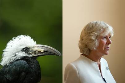 10 animals that look remarkably like the Royal Family | Tatler