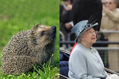 10 animals that look remarkably like the Royal Family | Tatler