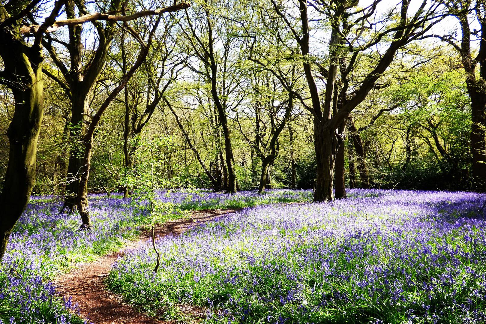 Most beautiful UK forests autumn trees leaves | Tatler