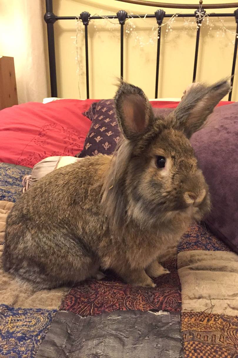 How bonny is your bunny? - a gallery of posh rabbits - easter rabbit ...