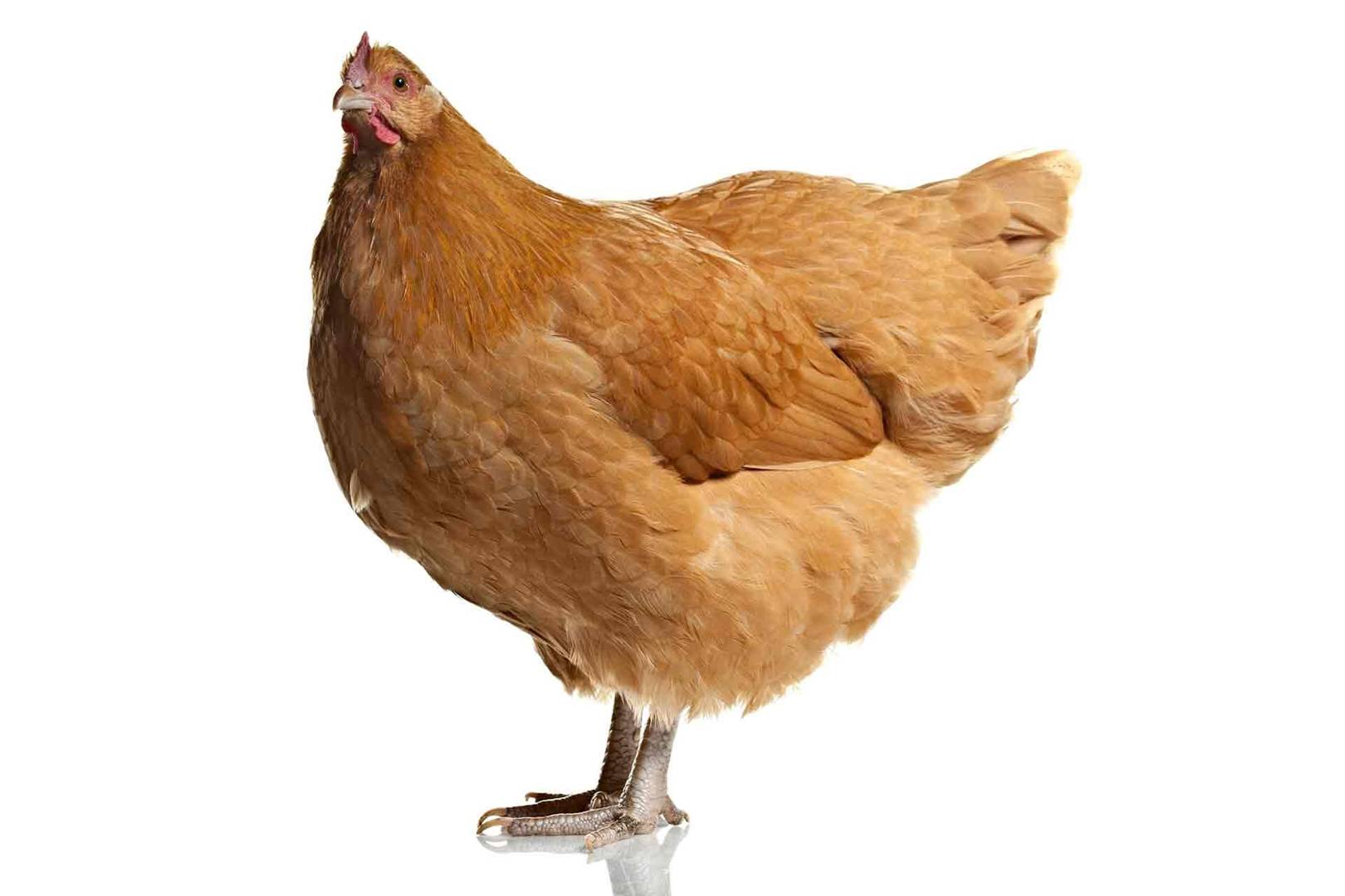 Hens for pet: Choosing a pet hen | Tatler