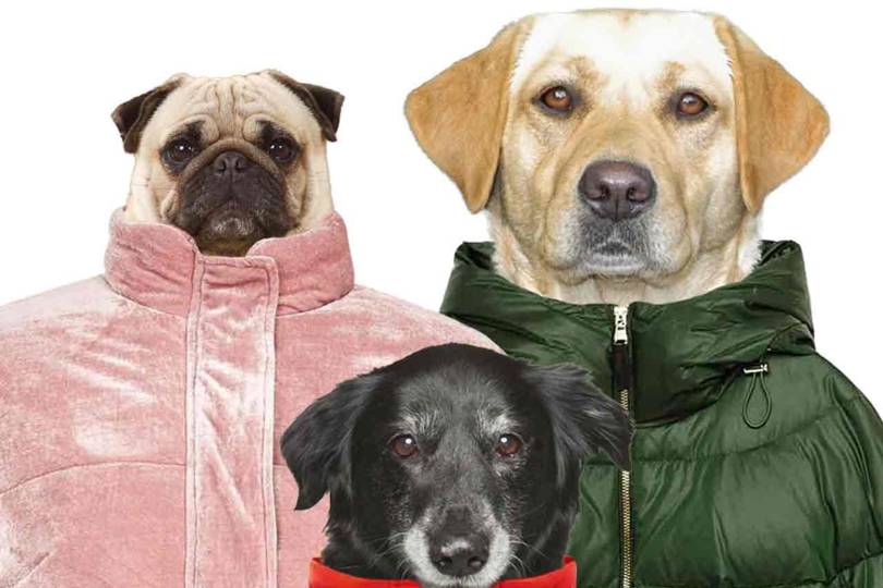 best puffer jackets high street 2017 | Tatler