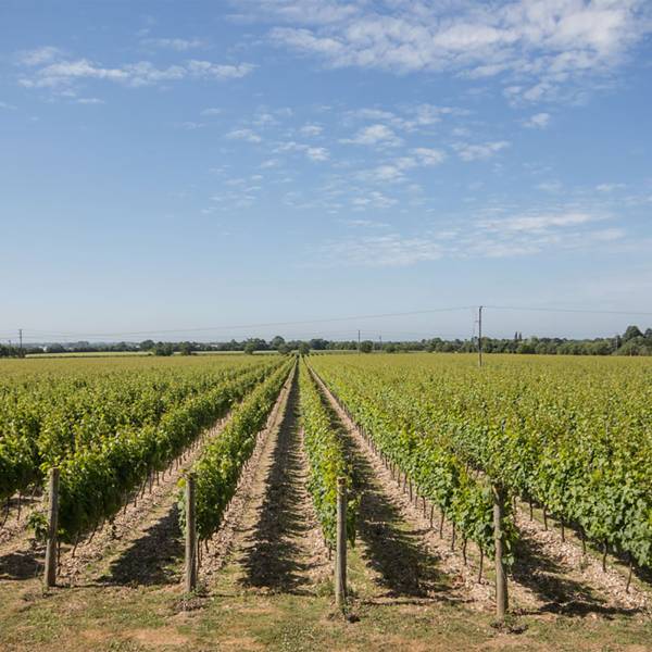 Bottoms up! The best vineyards to visit this English Wine week | Tatler