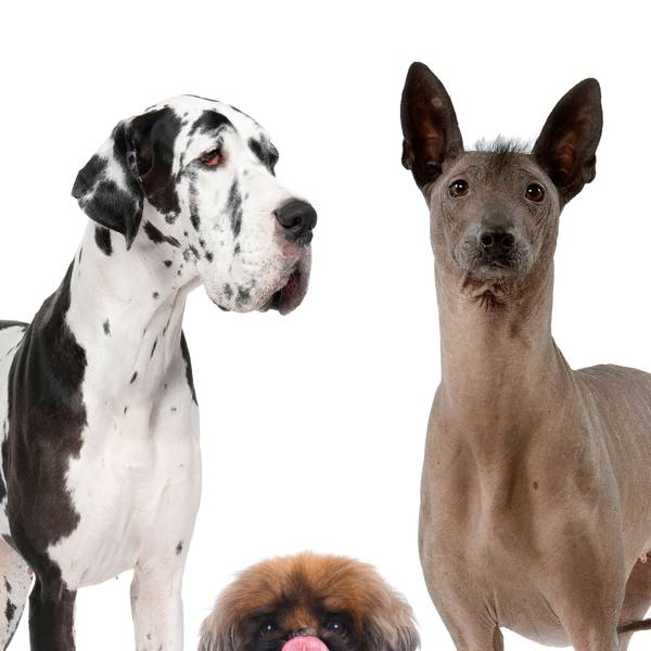 Posh pets - a history of posh pets - strange royal pets - exotic royal ...