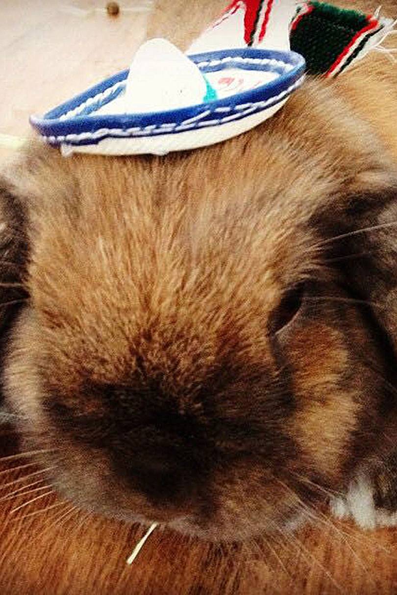 How bonny is your bunny? - a gallery of posh rabbits - easter rabbit ...