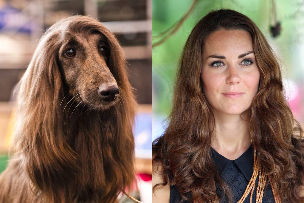 10 animals that look remarkably like the Royal Family | Tatler