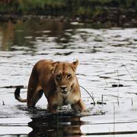 Sacha Forbes Botswana safari | Tatler