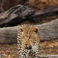 Sacha Forbes Botswana safari | Tatler