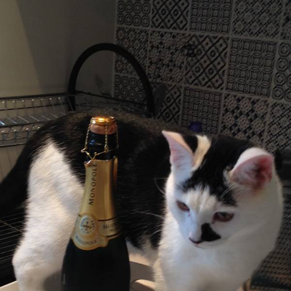 Gallery: Posh cats - How posh is your cat - Funny cat photos - Tatler ...