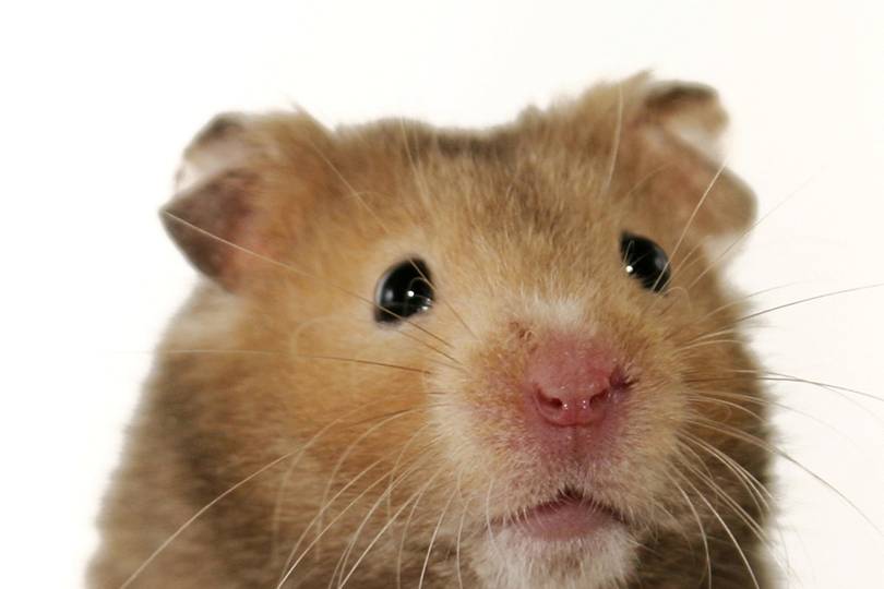 Swedish hamster massage - Best Swedish massage & Hampstead spas | Tatler