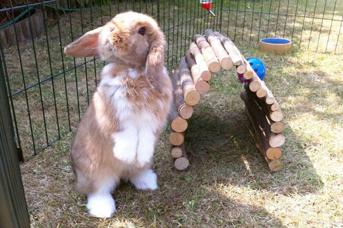 How bonny is your bunny? - a gallery of posh rabbits - easter rabbit ...