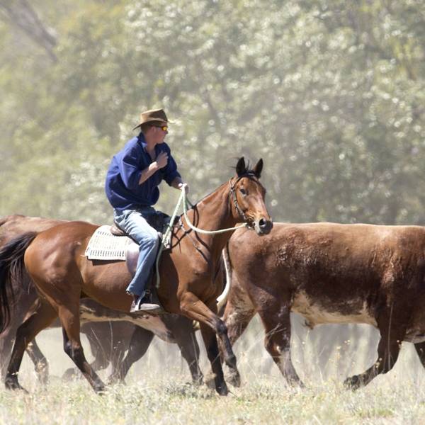 Riding royals a gallery - royals on horseback - vintage pictures of the ...