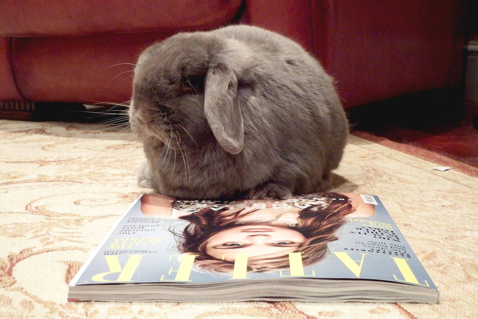 How bonny is your bunny? - a gallery of posh rabbits - easter rabbit ...