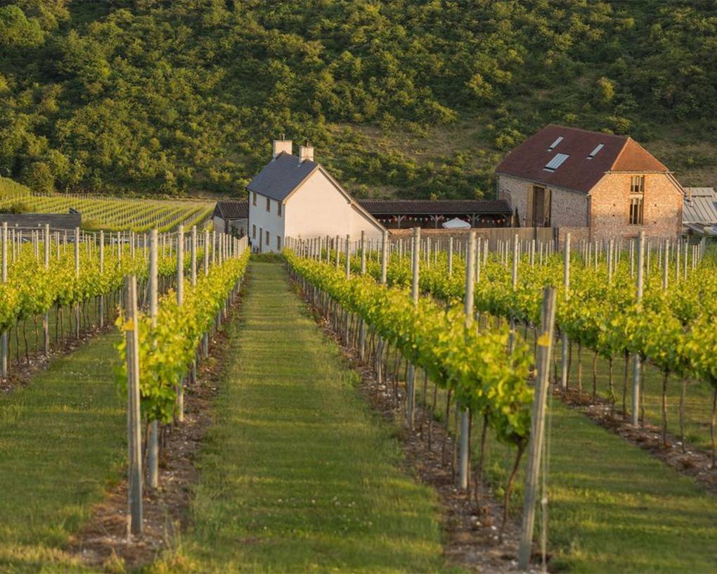 Bottoms up! The best vineyards to visit this English Wine week | Tatler