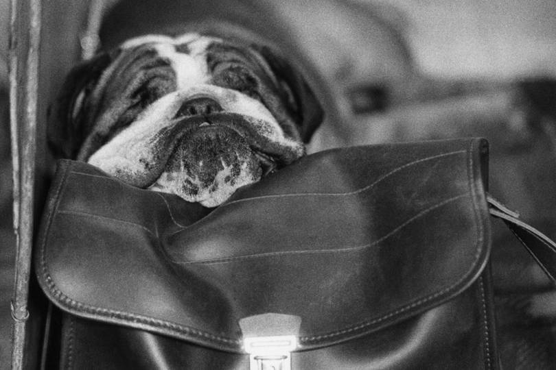 Dog Show 1961–1978 Shirley Baker book review | Tatler