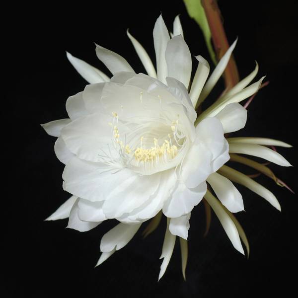 10 most expensive flowers | Tatler