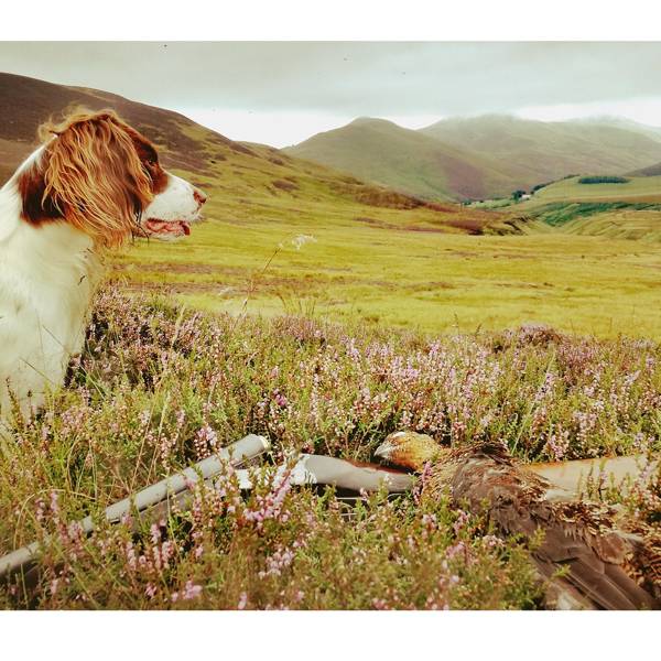 Best gundogs in the UK pictures | Tatler