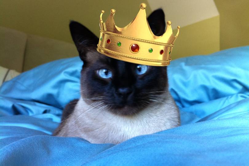 Gallery: Posh cats - How posh is your cat - Funny cat photos - Tatler ...