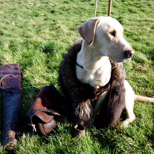 Best gundogs in the UK pictures | Tatler