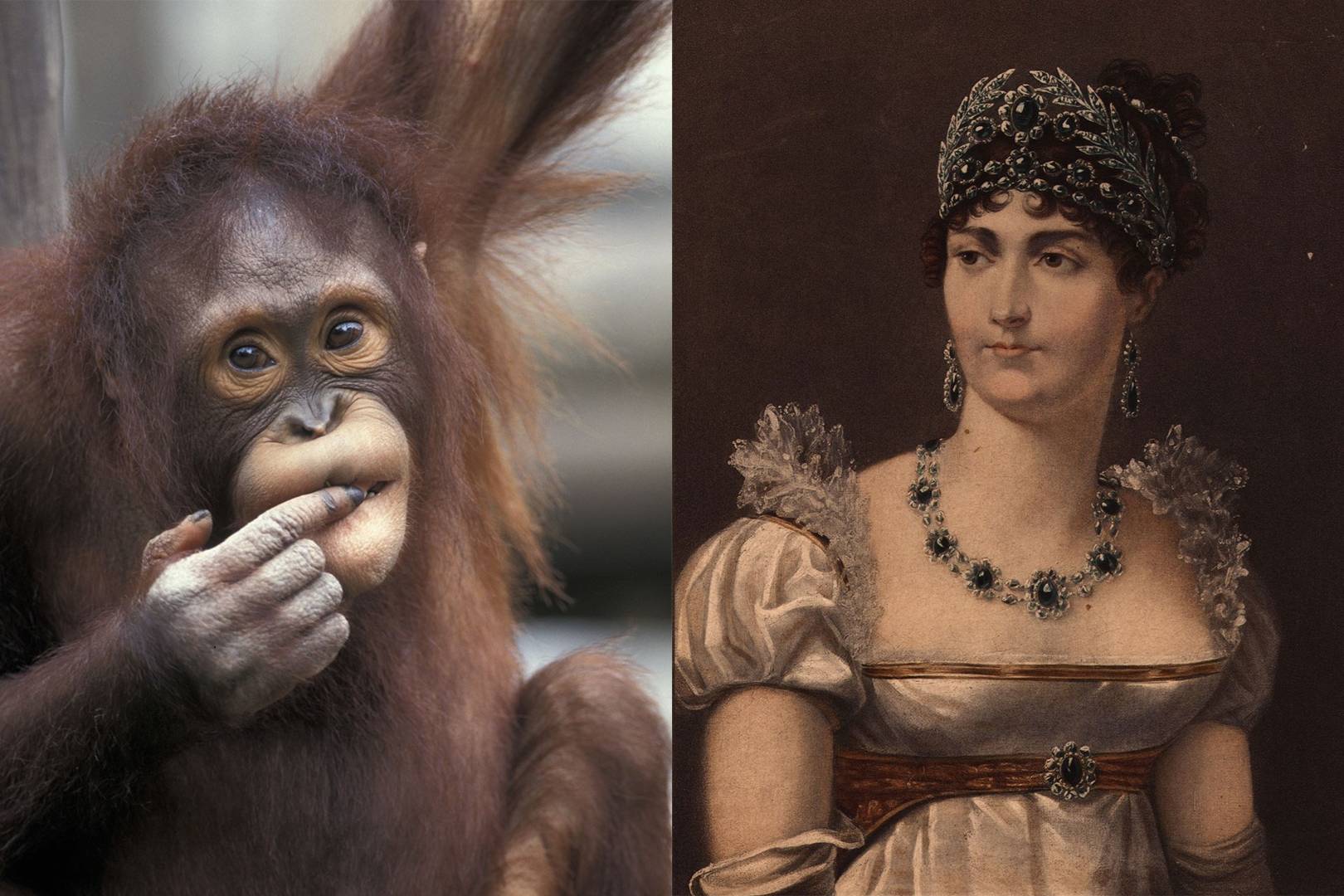 Posh pets - a history of posh pets - strange royal pets - exotic royal ...