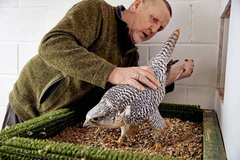 Falcon breeding for a living: Bryn Close interview 2017 | Tatler