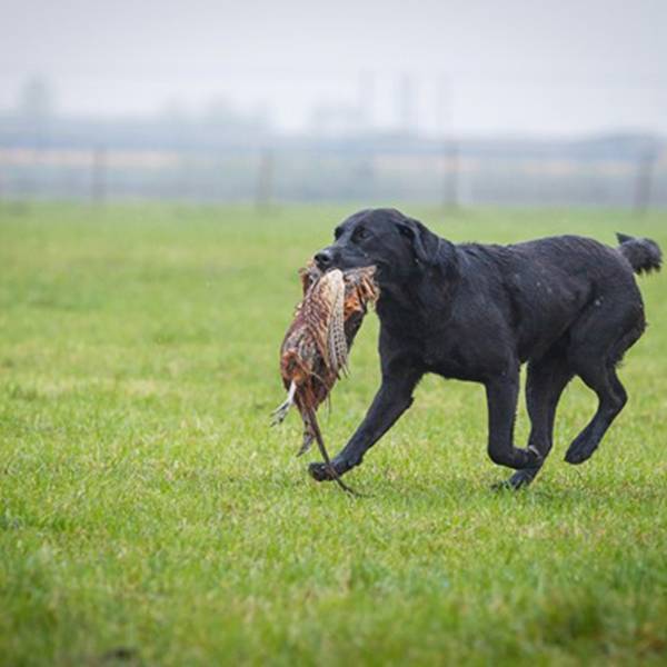 Best gundogs in the UK pictures | Tatler