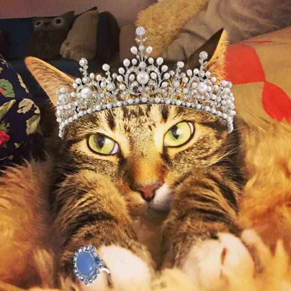 Gallery: Posh cats - How posh is your cat - Funny cat photos - Tatler ...