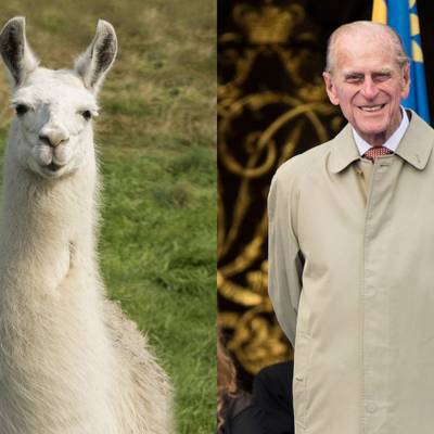 10 animals that look remarkably like the Royal Family | Tatler
