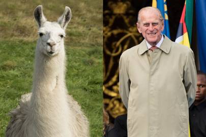 10 animals that look remarkably like the Royal Family | Tatler