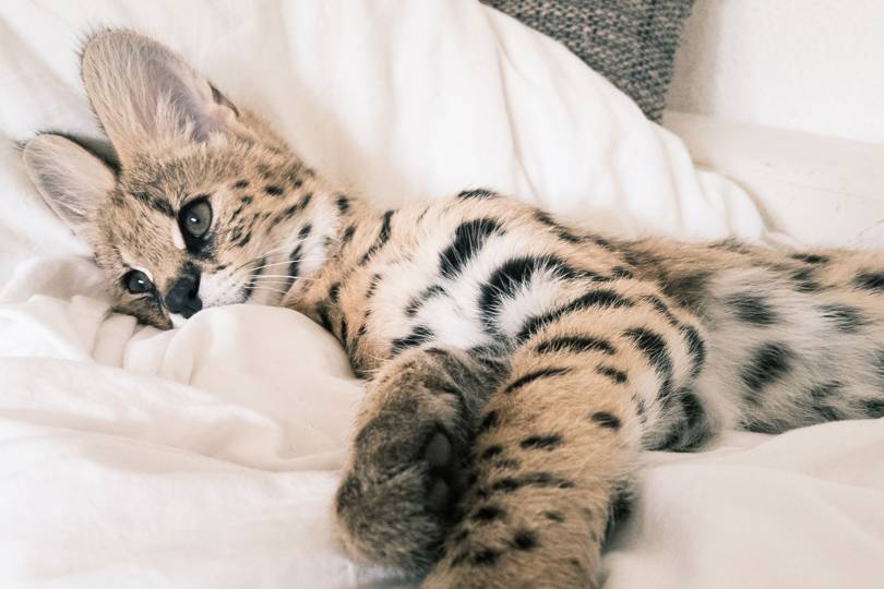 Super-rich go after £11,000 savannah cats for pets | Tatler