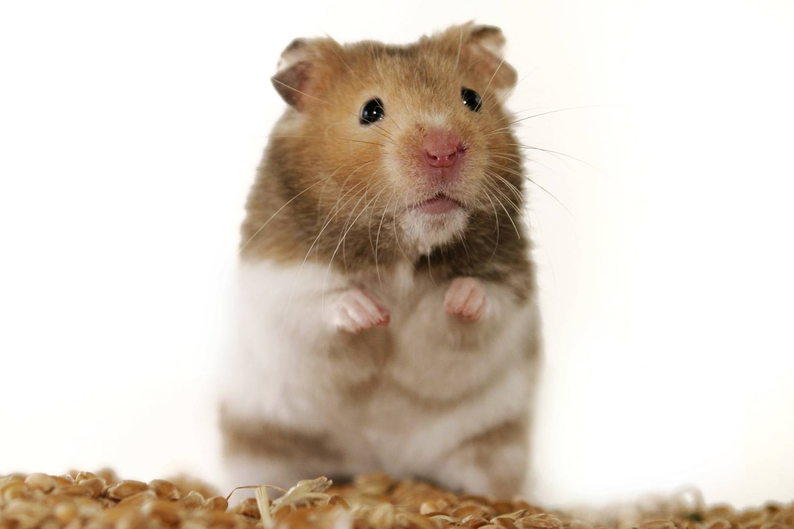 Swedish hamster massage - Best Swedish massage & Hampstead spas | Tatler