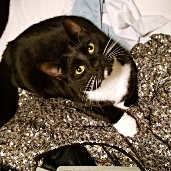 Gallery: Posh cats - How posh is your cat - Funny cat photos - Tatler ...