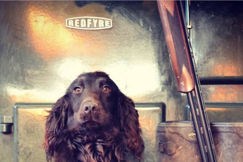 Best gundogs in the UK pictures | Tatler
