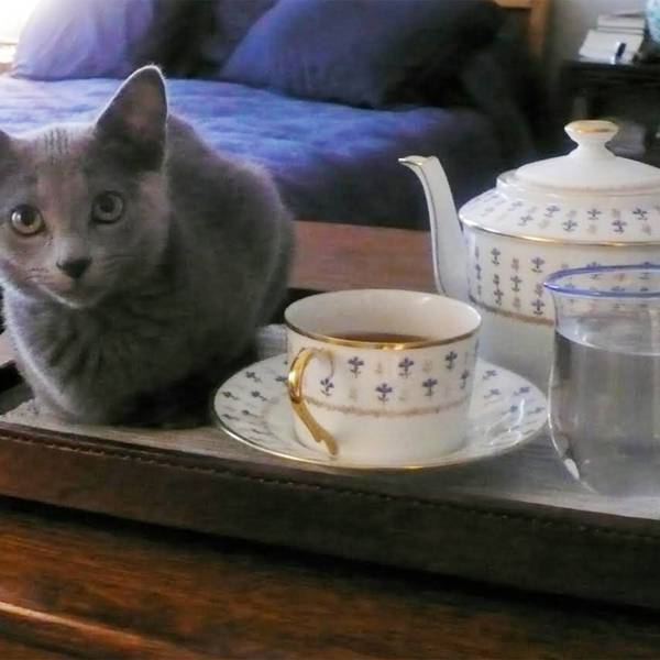 Gallery: Posh cats - How posh is your cat - Funny cat photos - Tatler ...