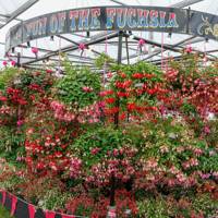 Chelsea Flower Show highlights 2019 | Tatler